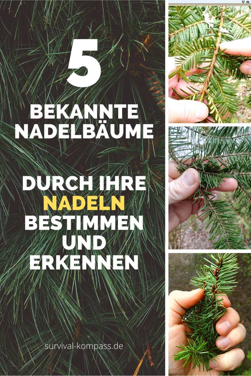 5 bekannte Nadelbäume nur durch ihre Nadeln bestimmen