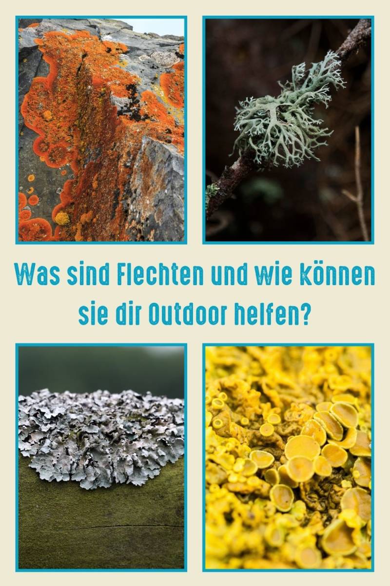 Was sind Flechten? Als Notnahrung und Heilmittel nutzbar?